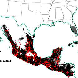 Ensemble map for common vampire bats (Desmodus rotundus) in North ...