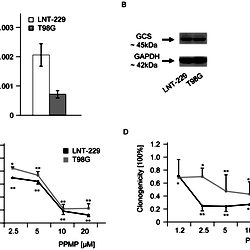 PPMP reduces acute cytotoxicity and clonogenic survival in human glioma ...