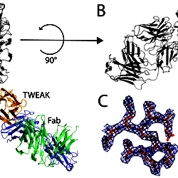 Overall structure of the TWEAK - Fab complex.