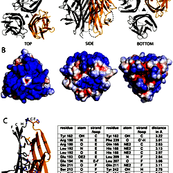 Structure of human TWEAK.