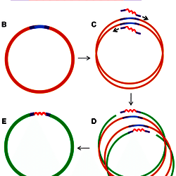 Construction of gene replacement mutations by Overlap Extension PCR ...