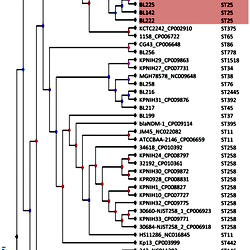 Phylogenetic SNP tree analysis of Klebsiella genomes, using Klebsiella ...
