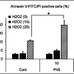 Effects of hydrogen peroxide on cell death in PhS-treated cells.