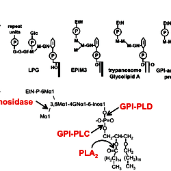GPI structures.