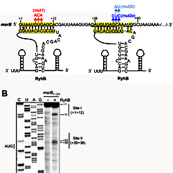 RyhB binds msrB mRNA at two sites.