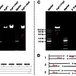 Identification of PaP1 genome ends.
