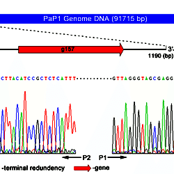 Structure of PaP1 terminal redundancy.