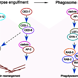 Schematic summary of the role of clathrin and the AP2 complex in both ...