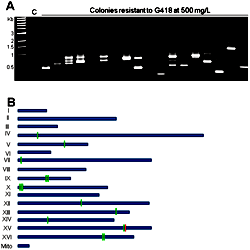 Remobilization and copy number increase.