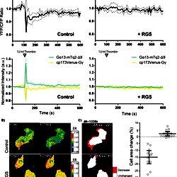 Effects of the p115-RhoGEF RGS domain on Gα13.2 activity and cell ...