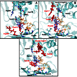 Comparison of “gate-keeper” residue locations in pol X family members.