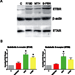 Western Blot analysis of ETAR and ETBR.