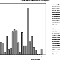 COG function classification.