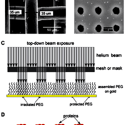 A schematic of helium beam-induced protein patterning on PEG.