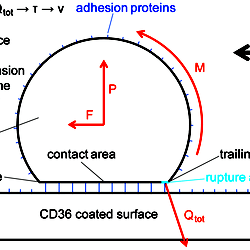 Mathematical model of cell adhesion in shear flow [5].
