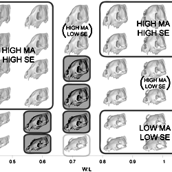 Locations of optimal functional capability in the hybrid morphospace.