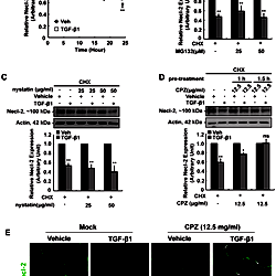 Post-translational regulation of Necl-2 protein by TGF-β1 in GC-1 spg ...