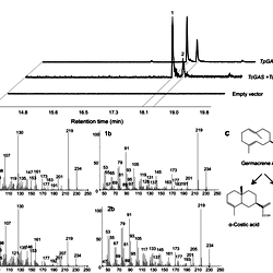α-costic acid and γ-costic acid production in yeast.