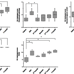 Evaluation of the modified Mankin score according to the cartilage ...