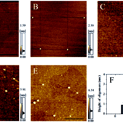 AFM images of A4V aggregates formed in the presence of copper ions.