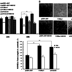 Effect of MG132 on HUVEC proliferation and tube formation induced by ...