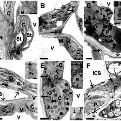Visualization of H2O2 by CeCl3 staining.