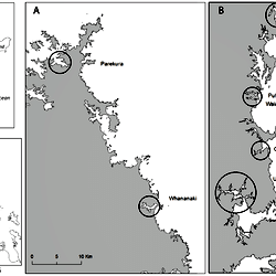 Map of the study area: 9 estuaries in New Zealand North Island.
