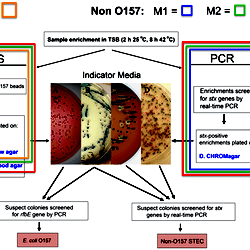 Flow chart for STEC isolation (O157 and non-O157) and examples of ...