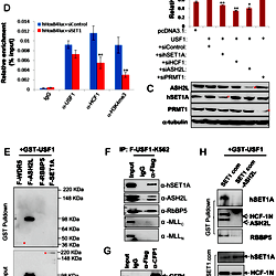 ASH2L mediates USF1 interaction with the hSET1A core complex and Hox ...