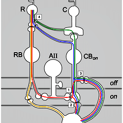 Schematic summary of pathways by which rod signals could reach ipRGCs.