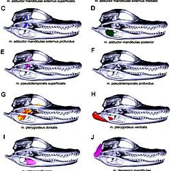 Individual jaw muscles and their attachments in Alligator ...