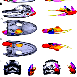 The 3D model of the jaw muscles of Alligator mississippiensis showing ...