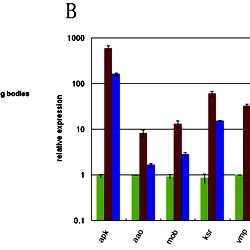 The expression of TDF genes in different development stages.