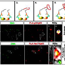 in situ Proximity Ligation Assay (PLA) reveals direct interaction of ...