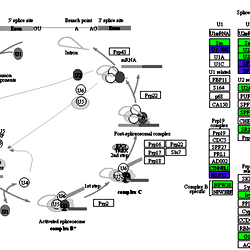 Spliceosome pathway.