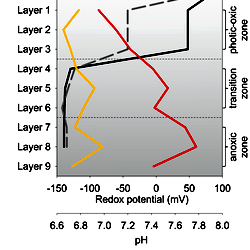 Hydrochemical data of lake and pore water and Shannon indices of ...