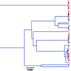 Evolutionary tree created by BEAST (Bayesian evolutionary analysis ...