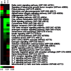Heat maps from pathway enrichment analysis of differentially regulated ...