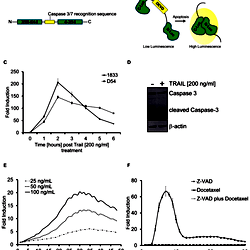 Utility of Caspase 3/7 GloSensor for assessment of cell death in cells.