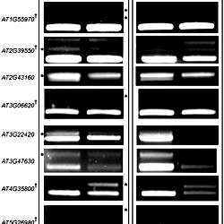 The expression pattern of genes in control and cold-treated plants as ...