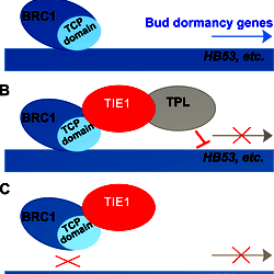 Model for TIE1 function in the BRC1-dependent regulation of shoot ...