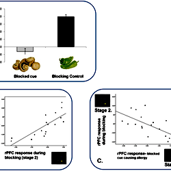 Blocking Behavior and its Relation to Brain Responses.
