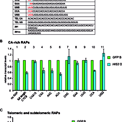 Sequence requirements for RAP activity.