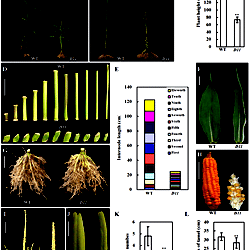 Gross morphology of maize D11 mutant.