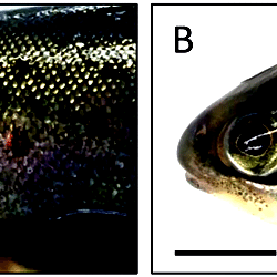 Lateral view of the head region of fish at parr stage.