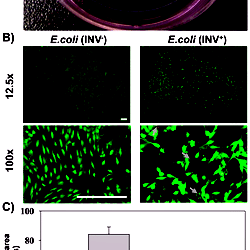 Investigating the effect of invasin on epithelial cells.
