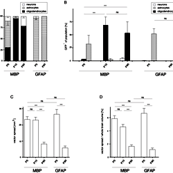Promoter specificity and volume of GFP-expression after AAV injection ...