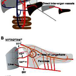 Schematic diagram of inter-organ vascular networks.