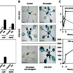 AtICS1 expression is positively regulated by SA and is required for ...