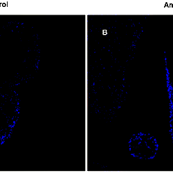 Immunolocalization of SjMF in the S. japonicum adult worms and lung ...